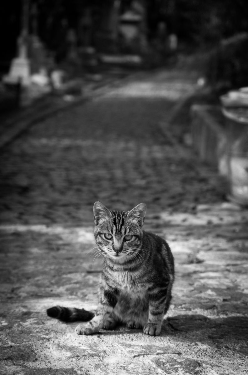 Wild Stray Cat#1 | GANREF