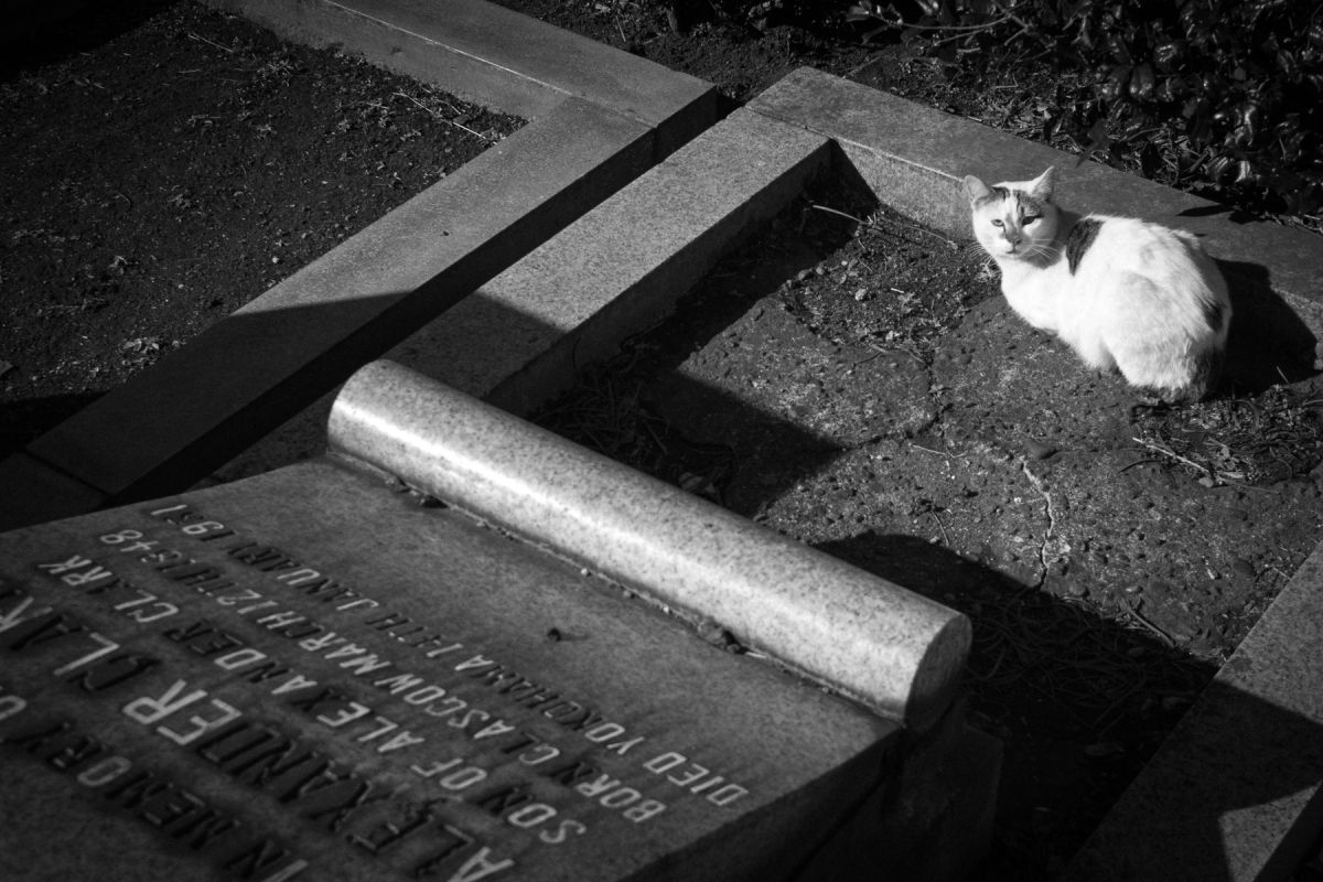 Live in the Cemetery#4 | GANREF