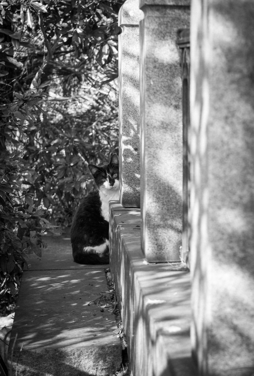 Live in the Cemetery#9 | GANREF