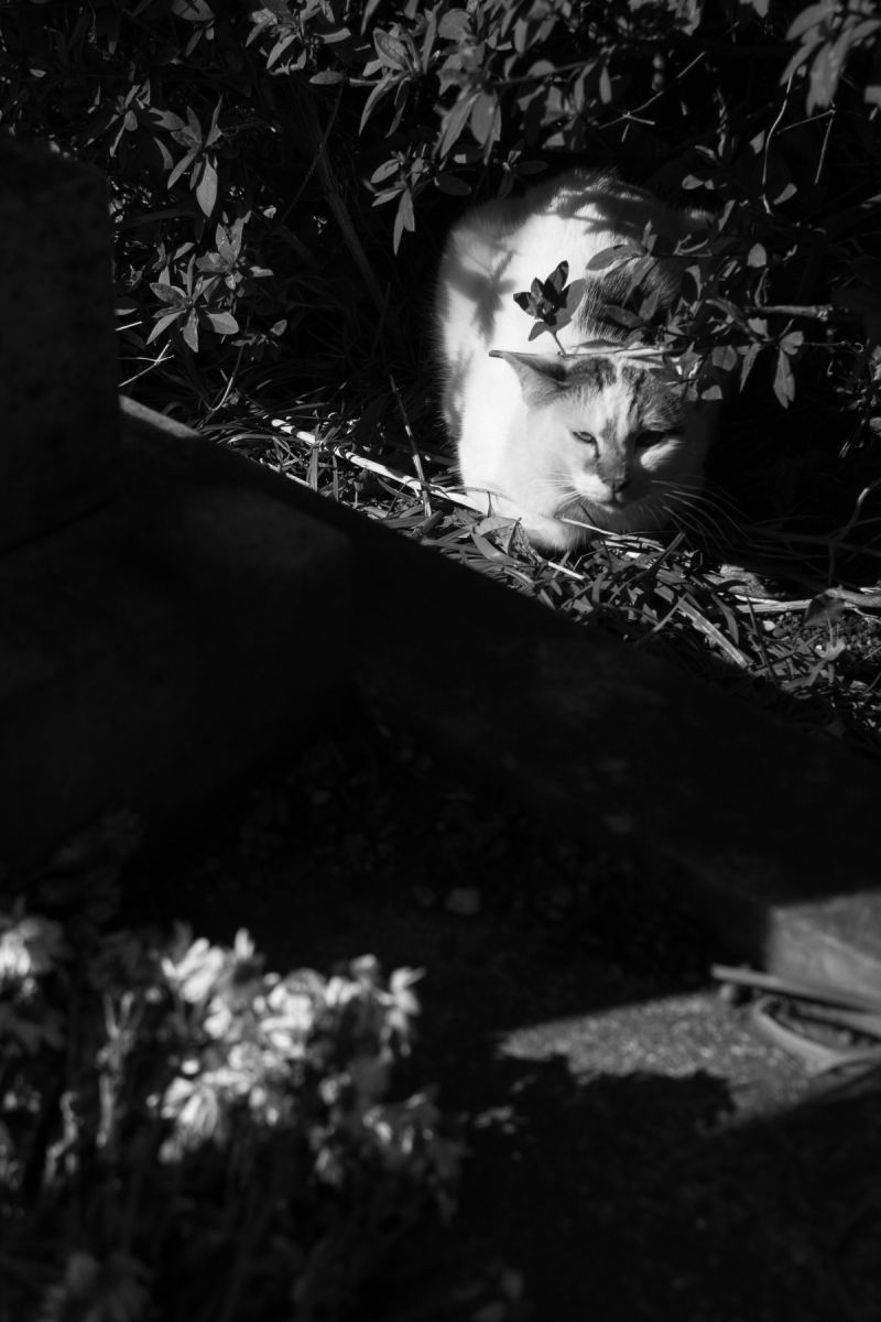 Live in the Cemetery#3 | GANREF