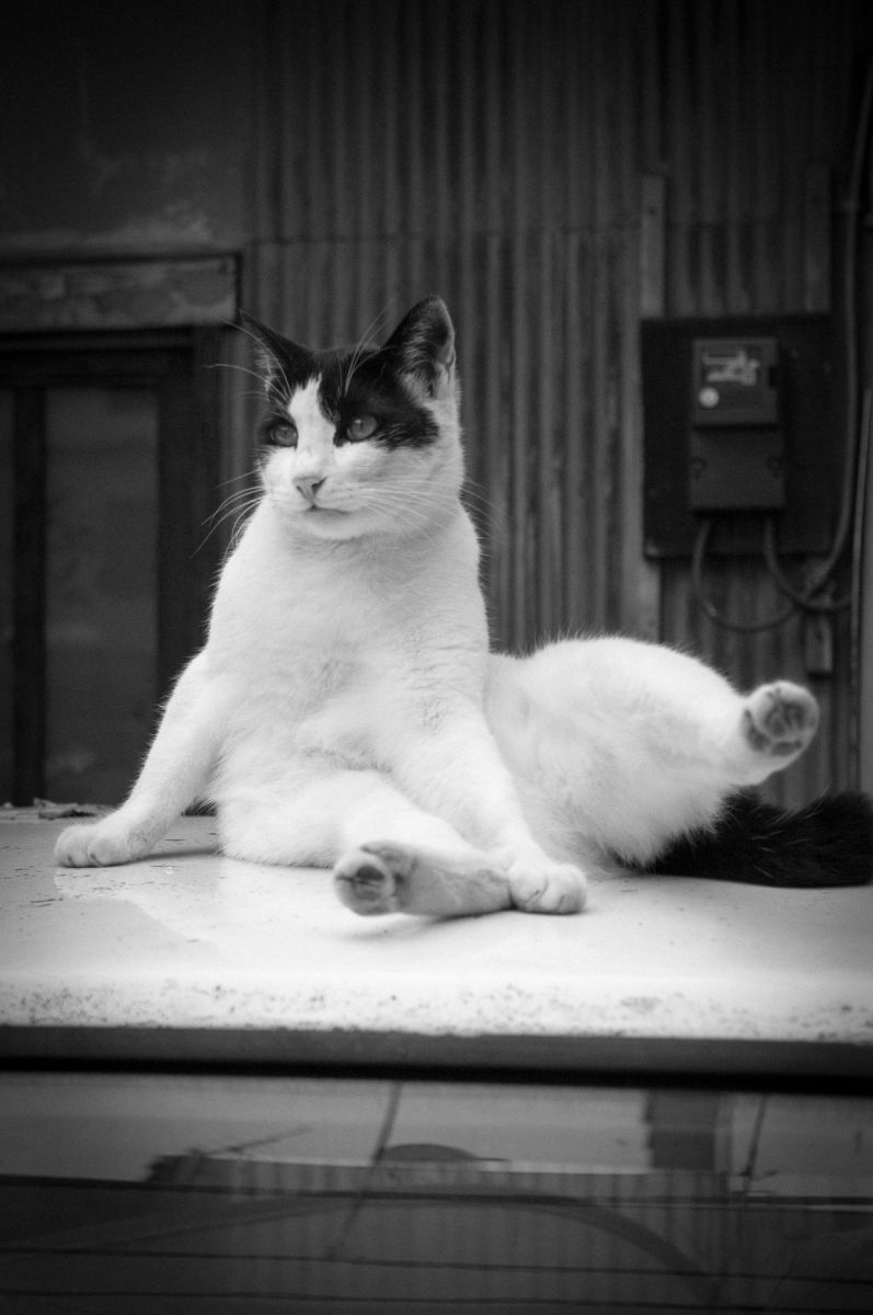 Up On the Roof | GANREF