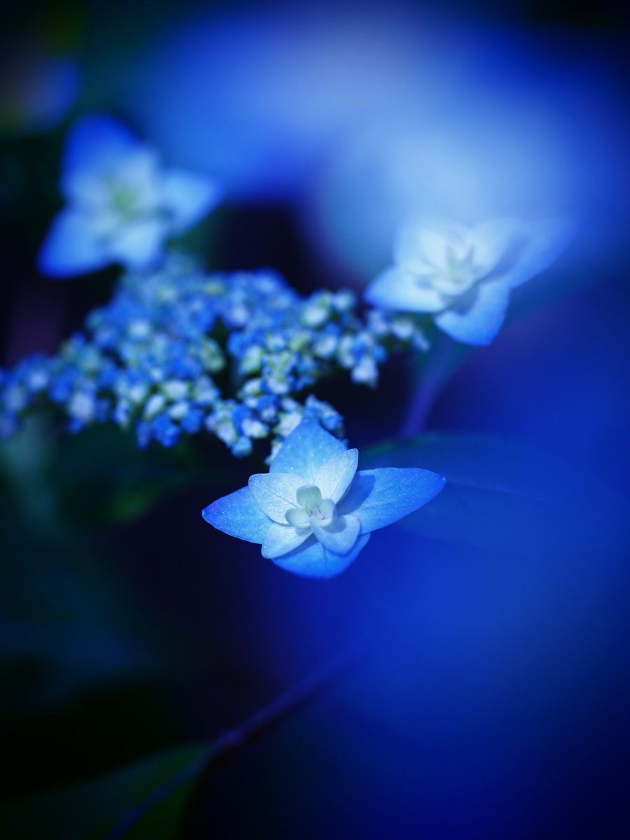 Blue Flow…☆ | GANREF