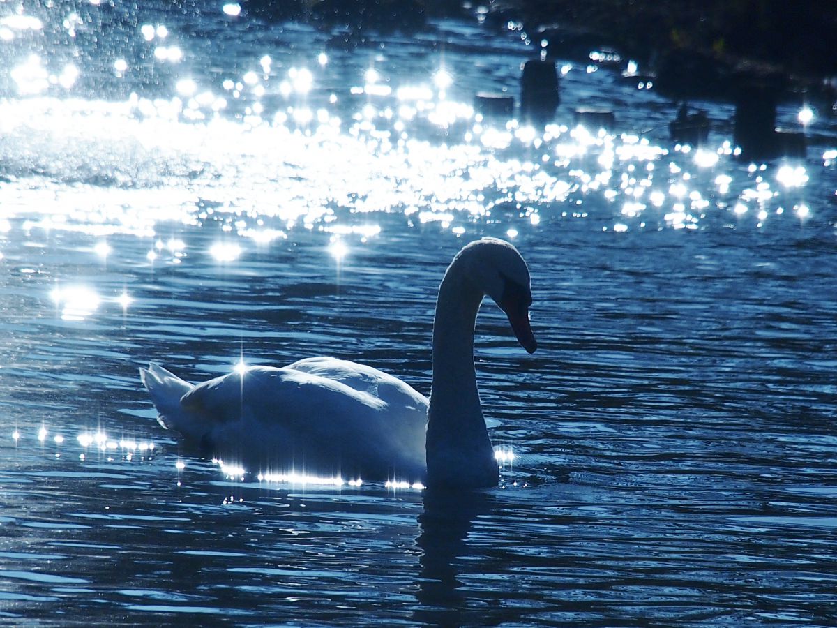 Jewel of Swan…☆ | GANREF