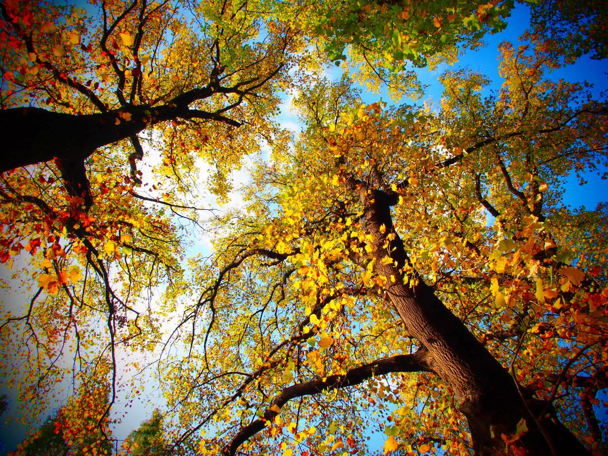 Power Trees | GANREF