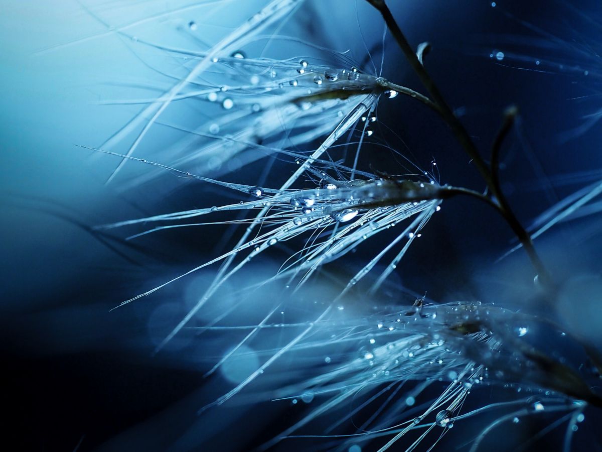 蒼色tears .:* | GANREF