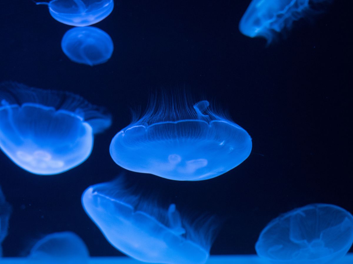 Aqua Blue. ～Before～ | GANREF