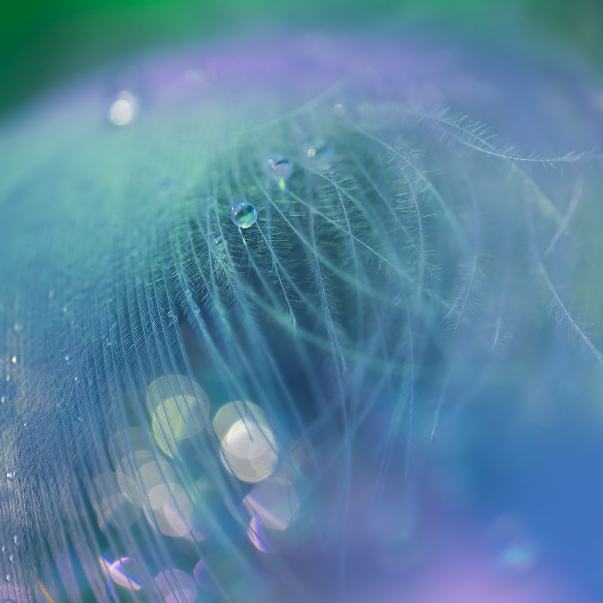 Heavenly Tears …☆ | GANREF