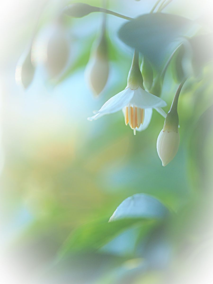 初夏のBell…♪ | GANREF