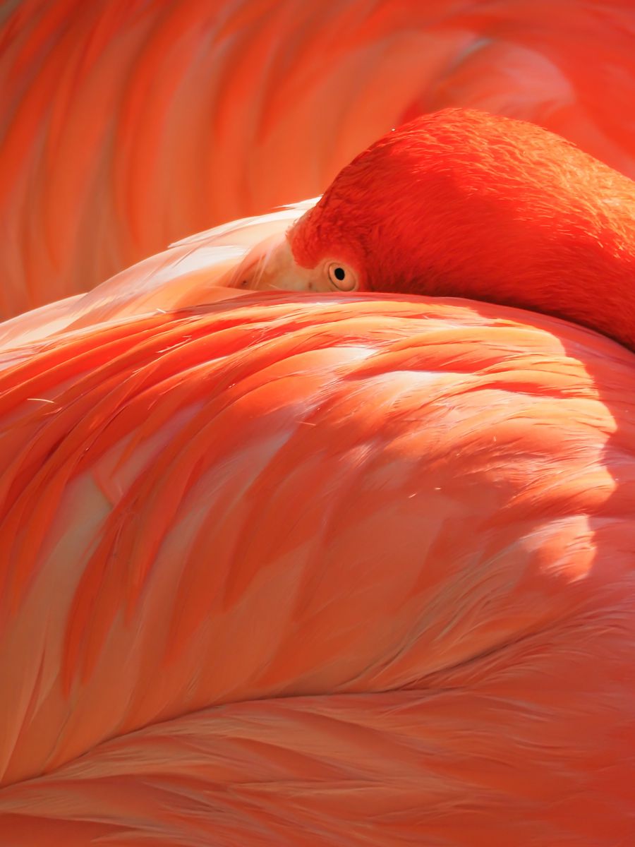 Orange Wave. | GANREF