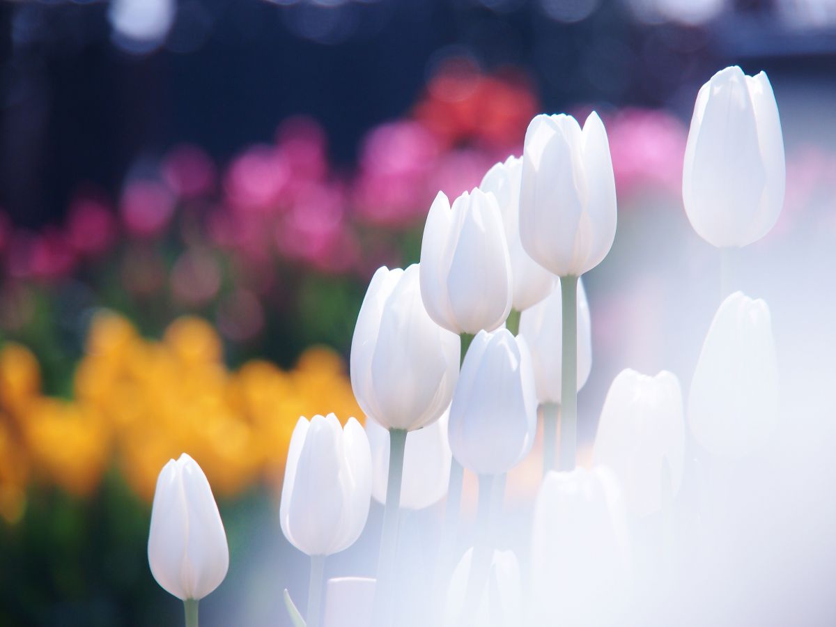 春色のMelody～♪ | GANREF