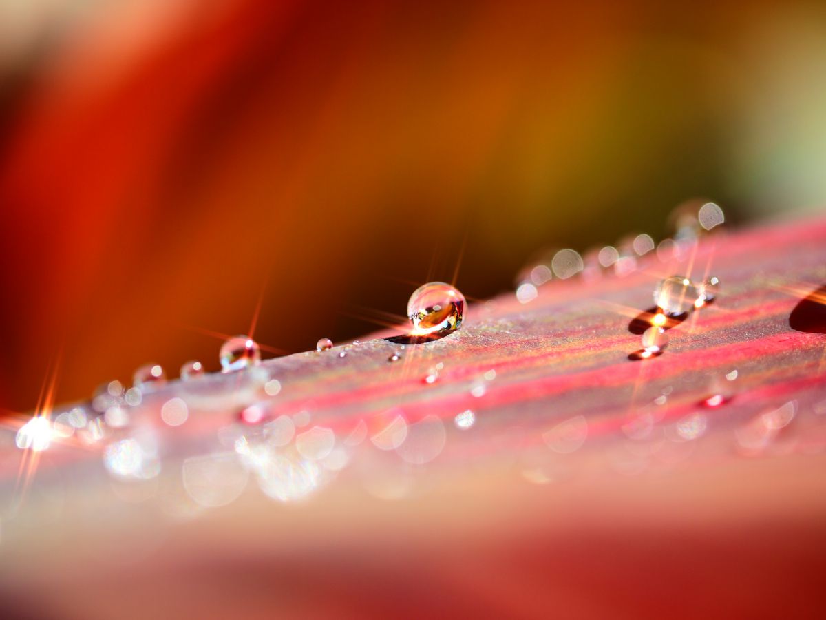 Twinkle Drops.:*☆ | GANREF