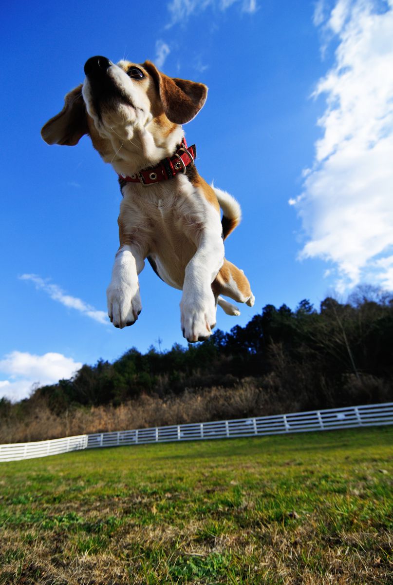 Jumping | GANREF
