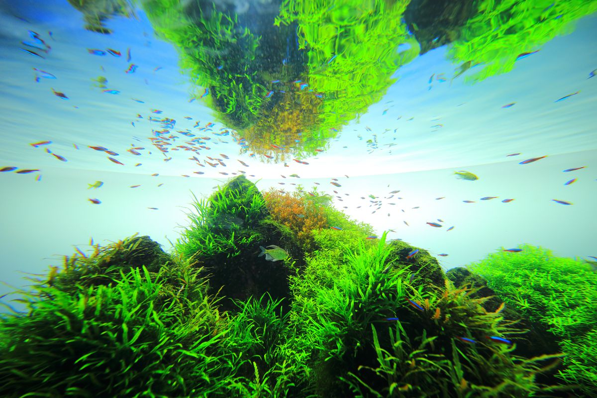 水中庭園 | GANREF