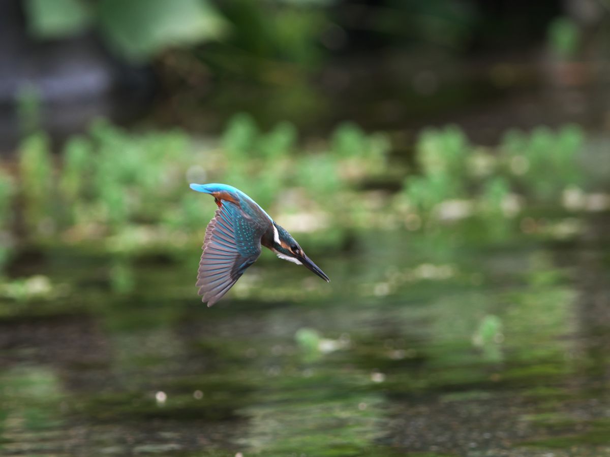 カワセミ36 | GANREF