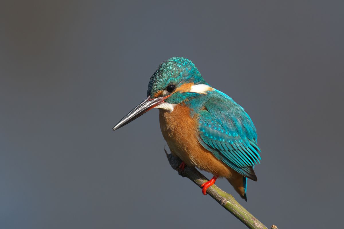 カワセミ63 | GANREF