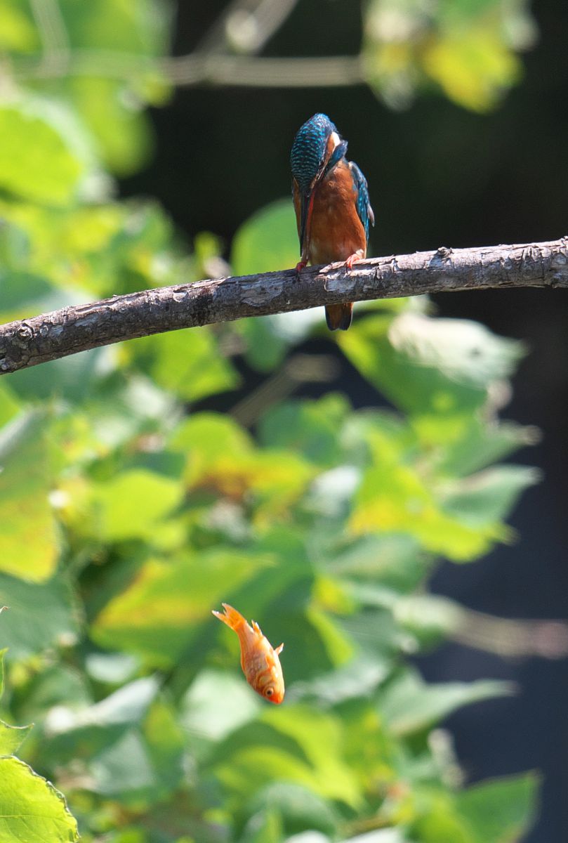 カワセミ50 | GANREF