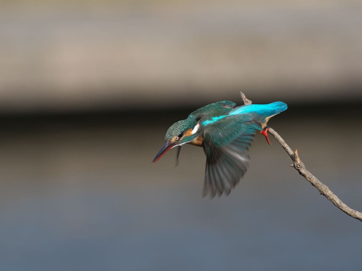 カワセミ27 | GANREF