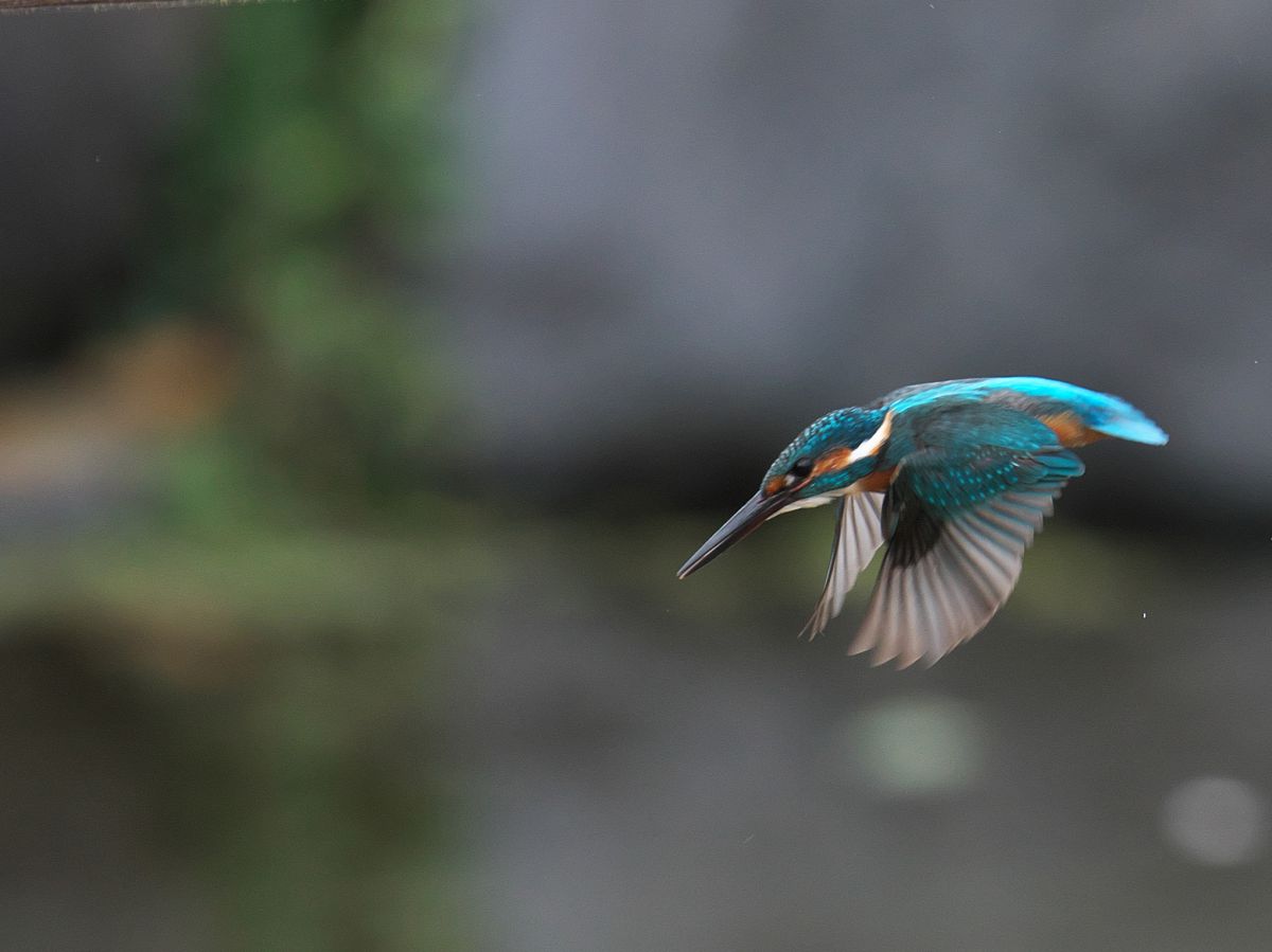 カワセミ50 | GANREF