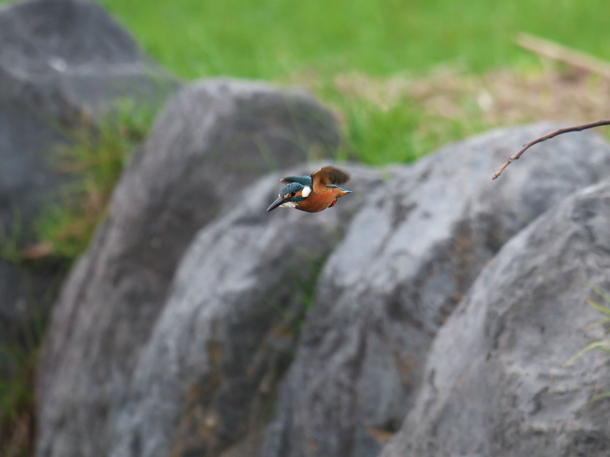 カワセミ88 | GANREF