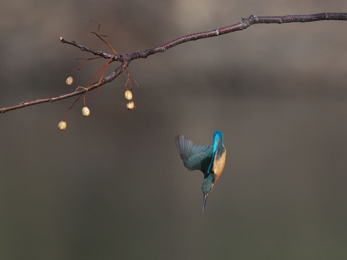 カワセミ20 | GANREF