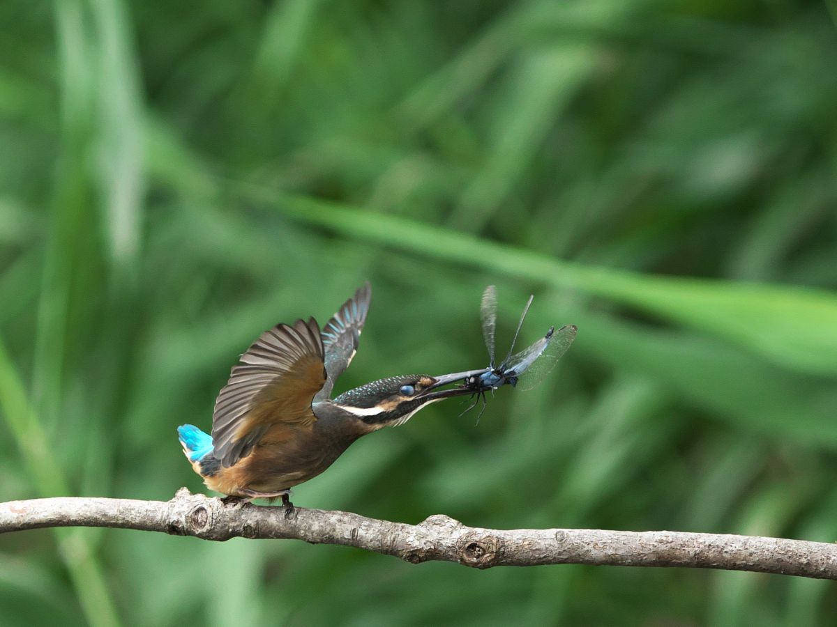 カワセミ43 | GANREF