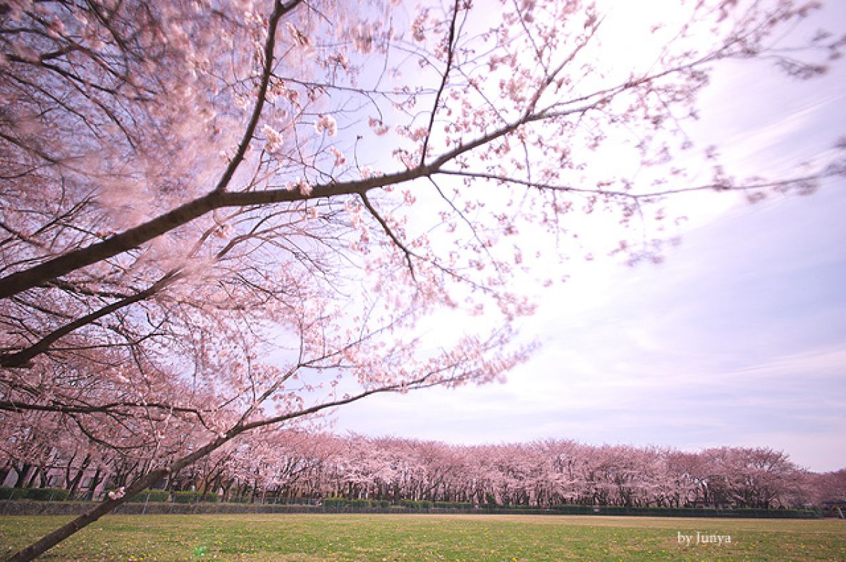 ハルノカゼ | GANREF