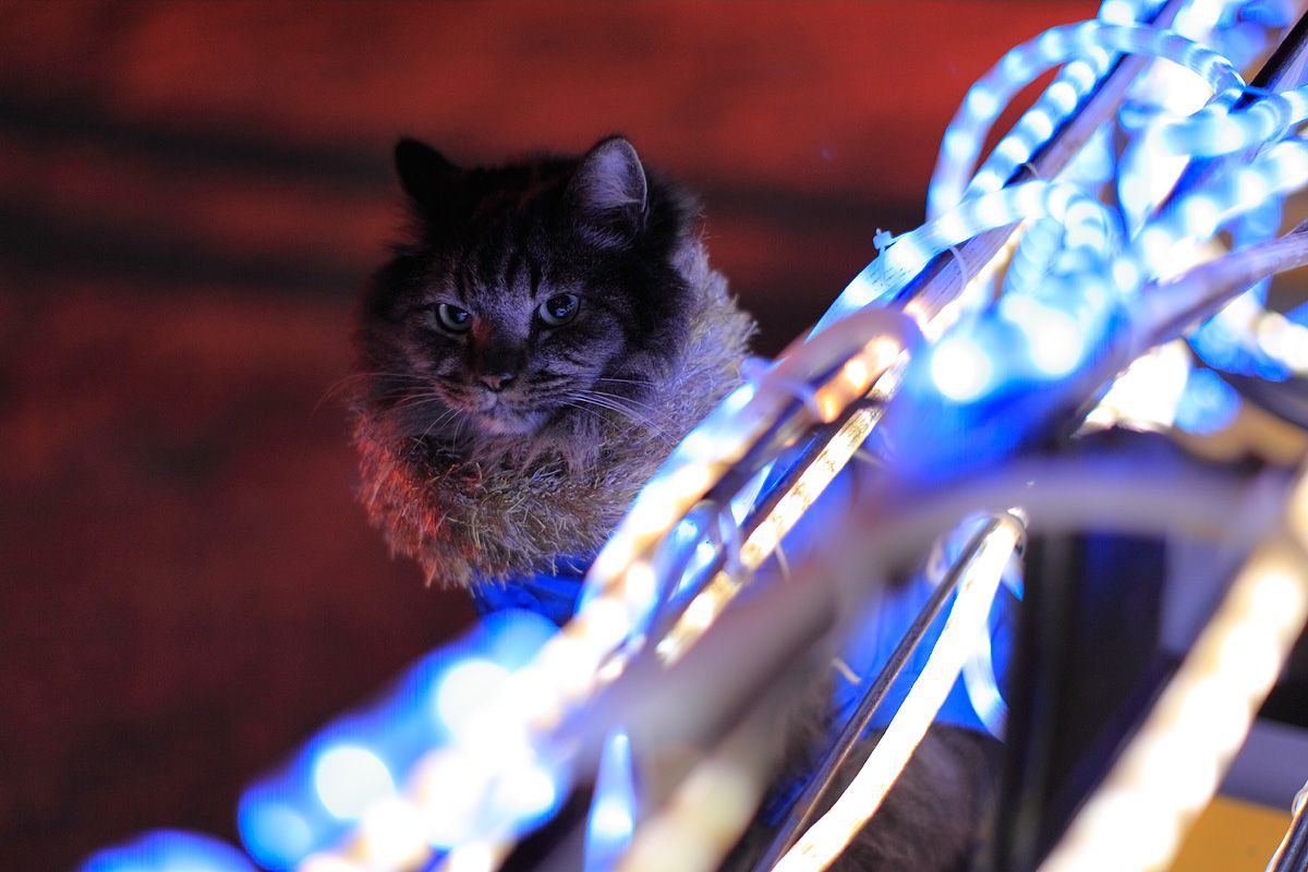 Lights in Darkness | GANREF