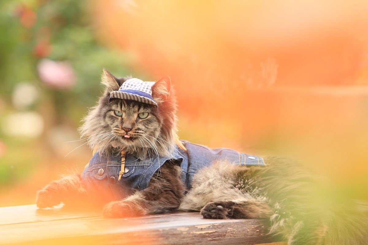 Rosy Cat 2 | GANREF