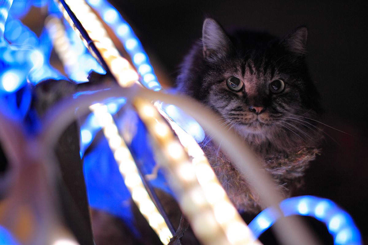 Cold Lights | GANREF