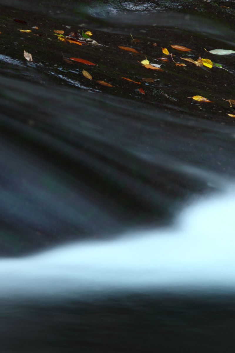 Autamn Leaves | GANREF