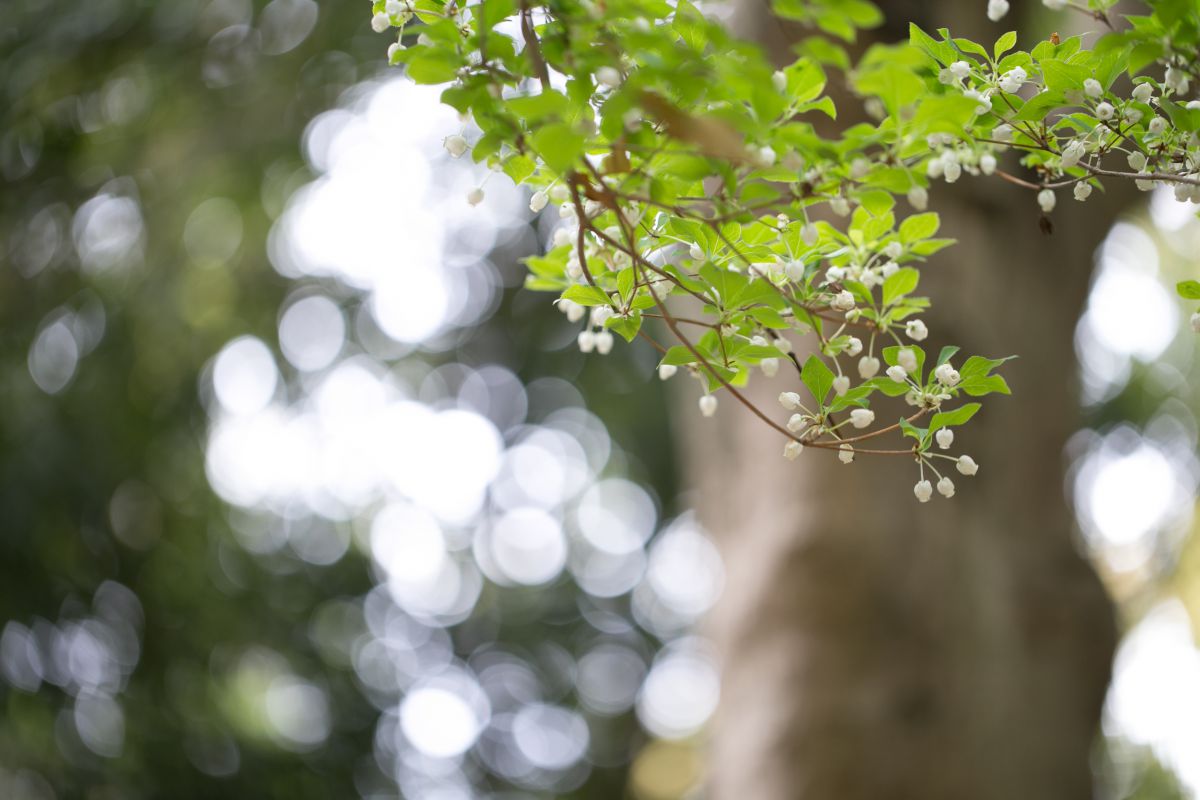 春の日差し | GANREF