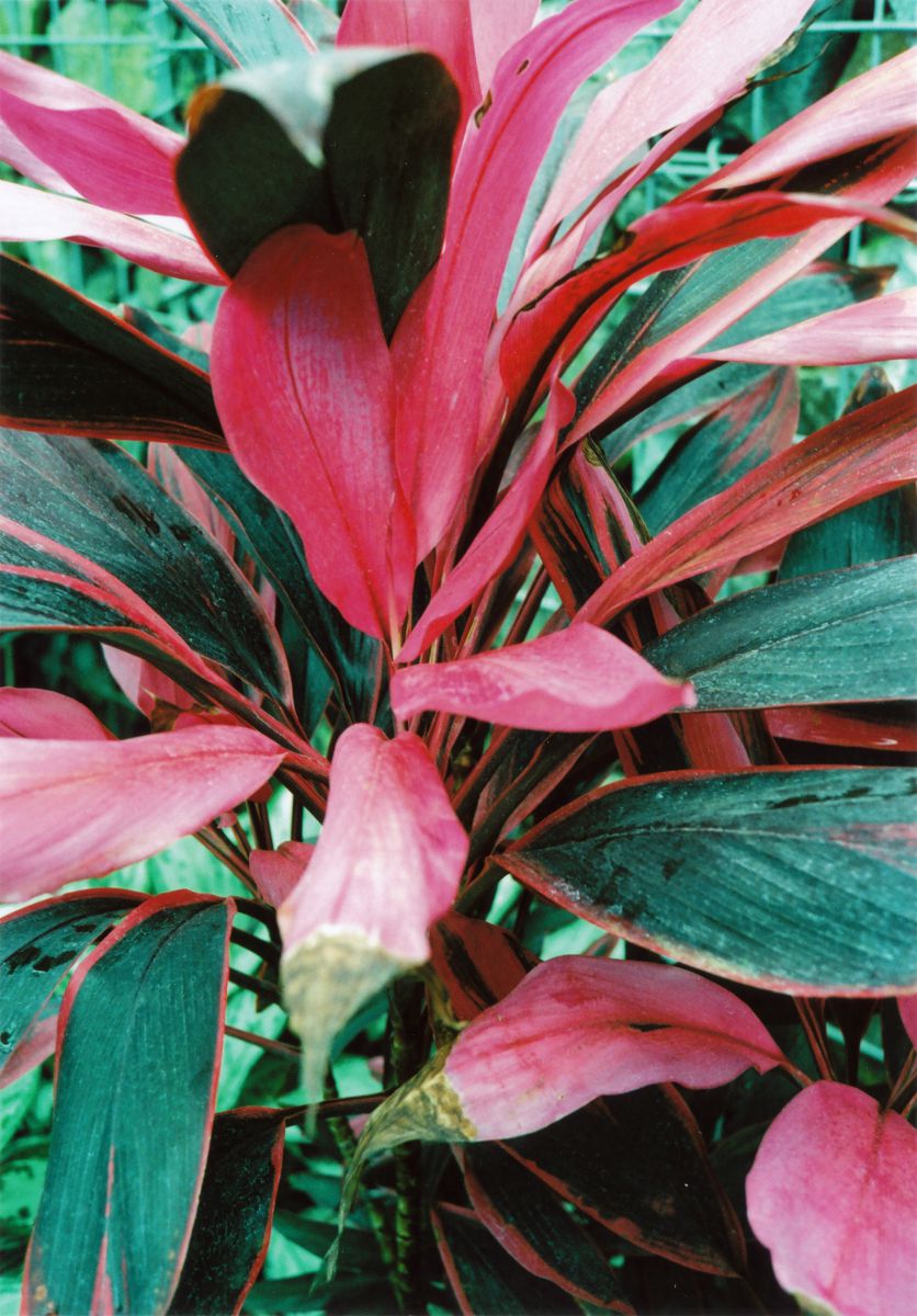 Green House｜04 | GANREF