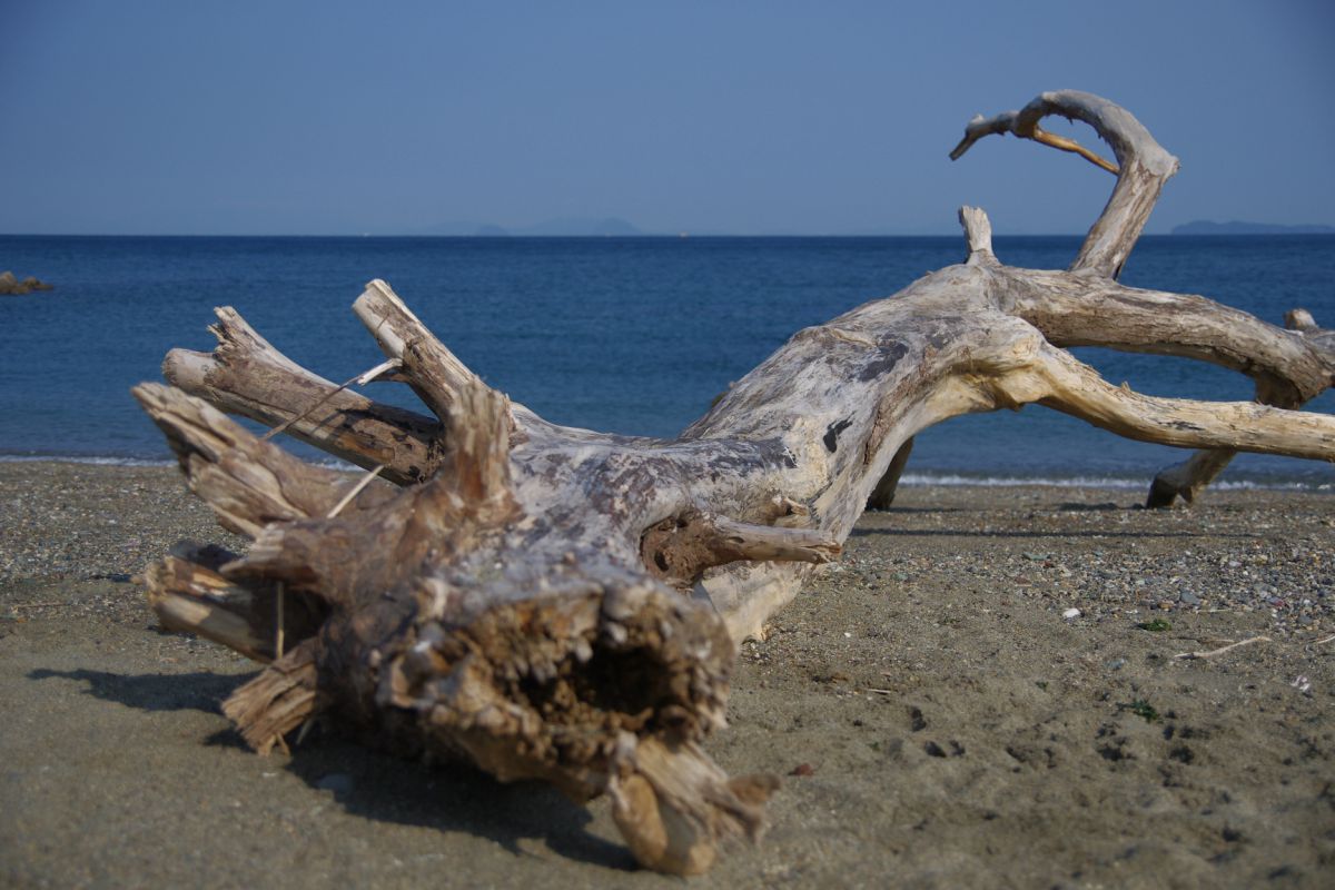 枯れ龍の木 -Dry up Dragon- | GANREF