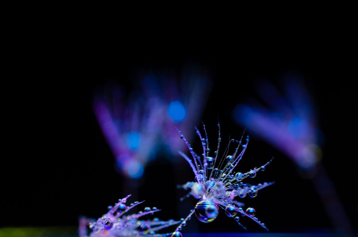 Metallic Drops | GANREF