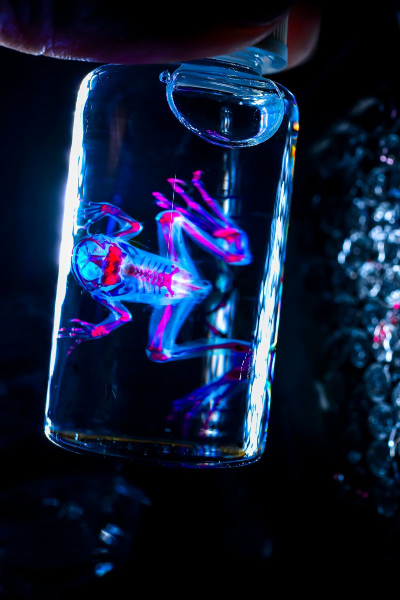 Transparent specimen | GANREF