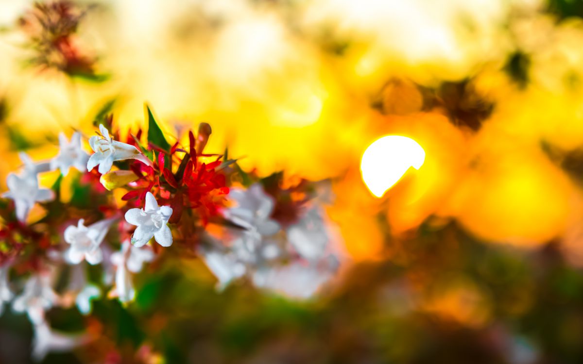 Orange, White&Red | GANREF