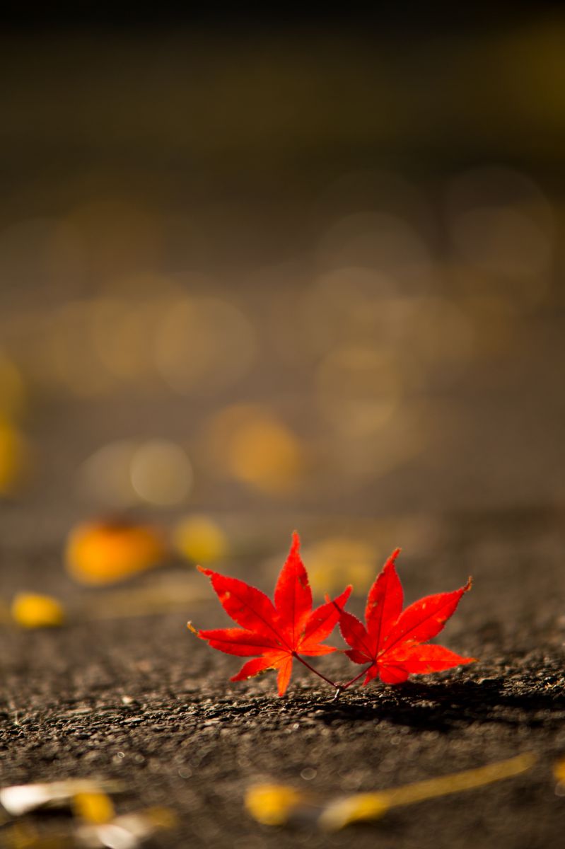 the Accent(s) | GANREF