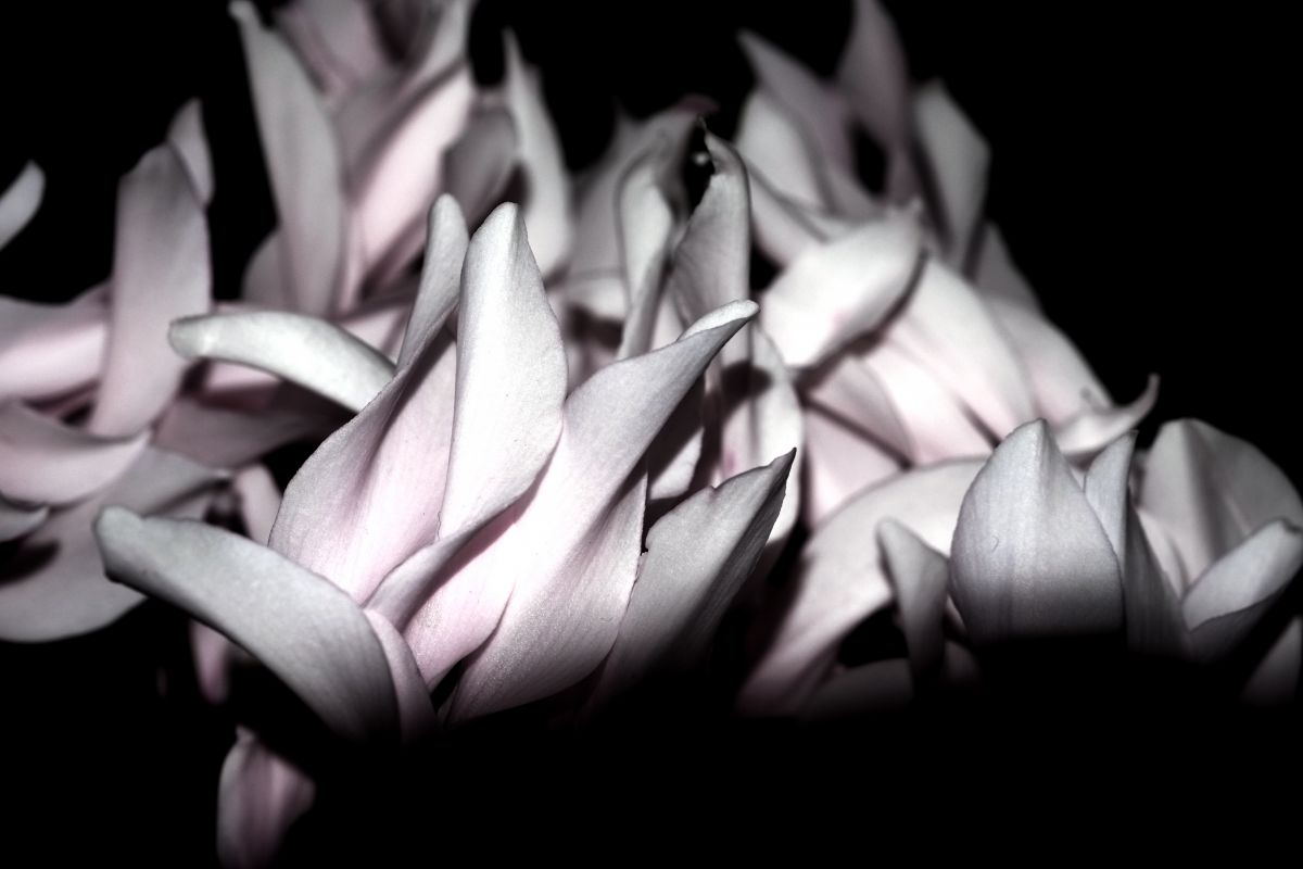 Cyclamen | GANREF