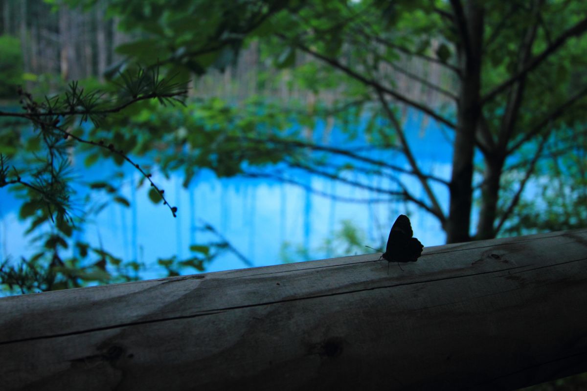 青のほとりで | GANREF