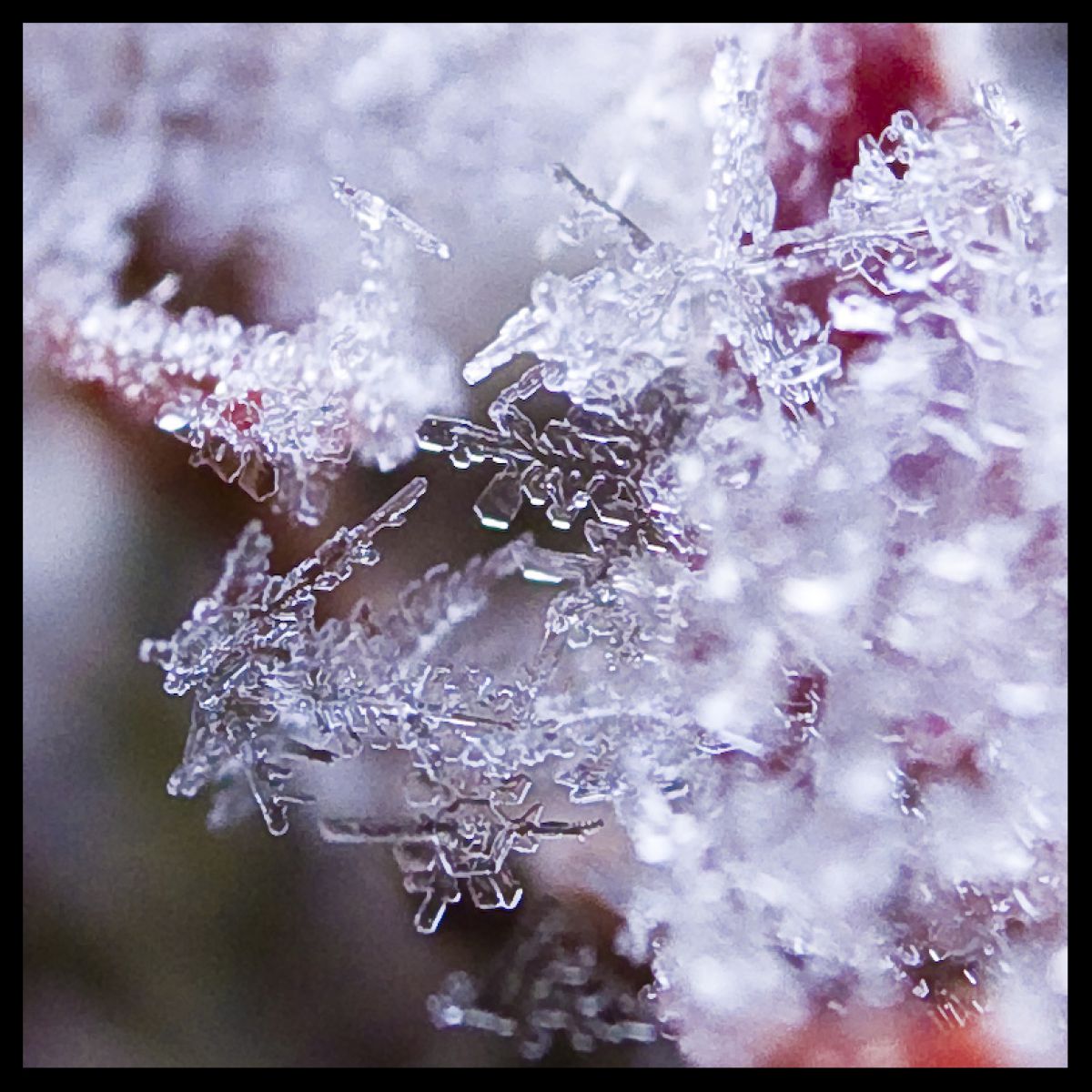 snow crystal | GANREF