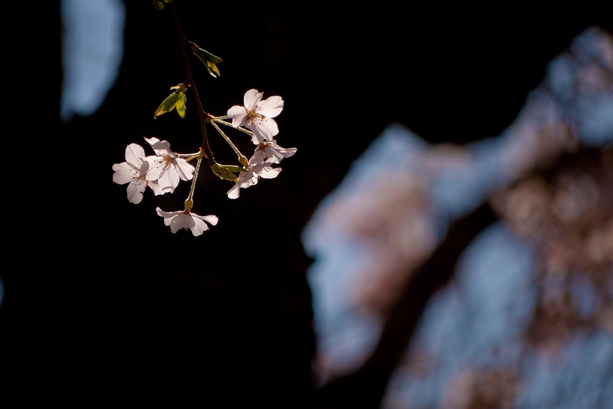 SAKURA SAKU | GANREF