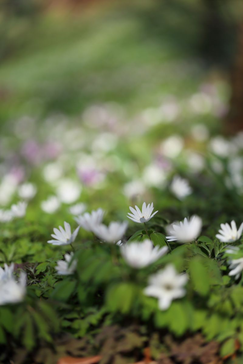 Spring Ephemeral | GANREF