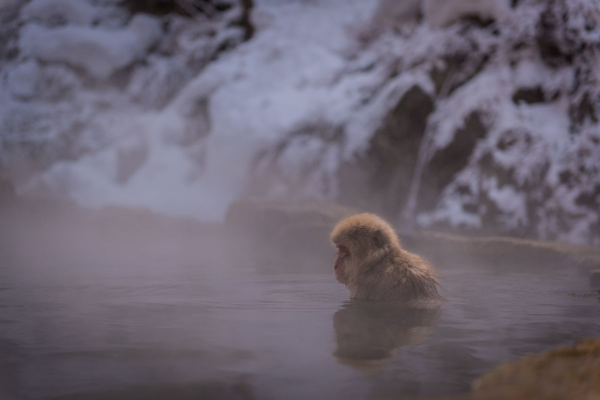 snow monkey | GANREF