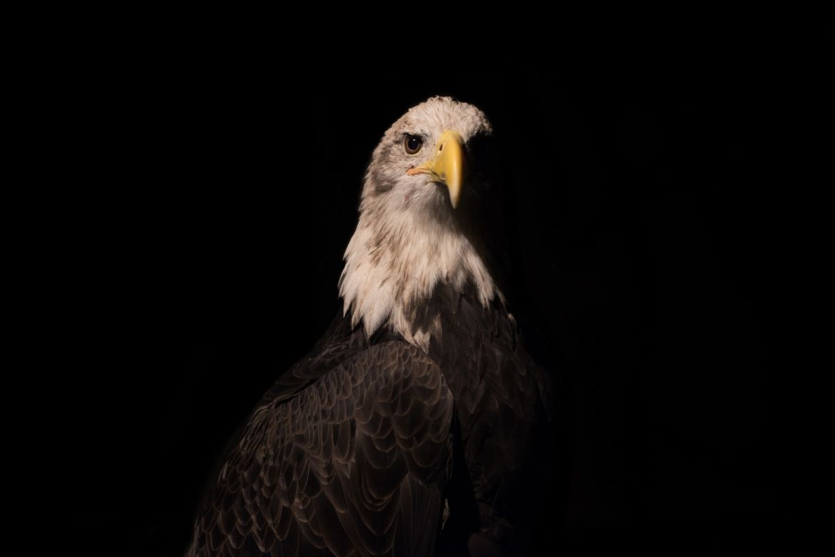 Bald Eagle | GANREF