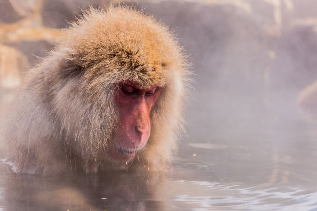 snow monkey | GANREF