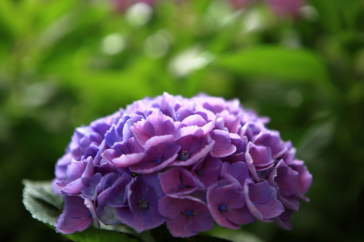 美しきBRAIN | GANREF