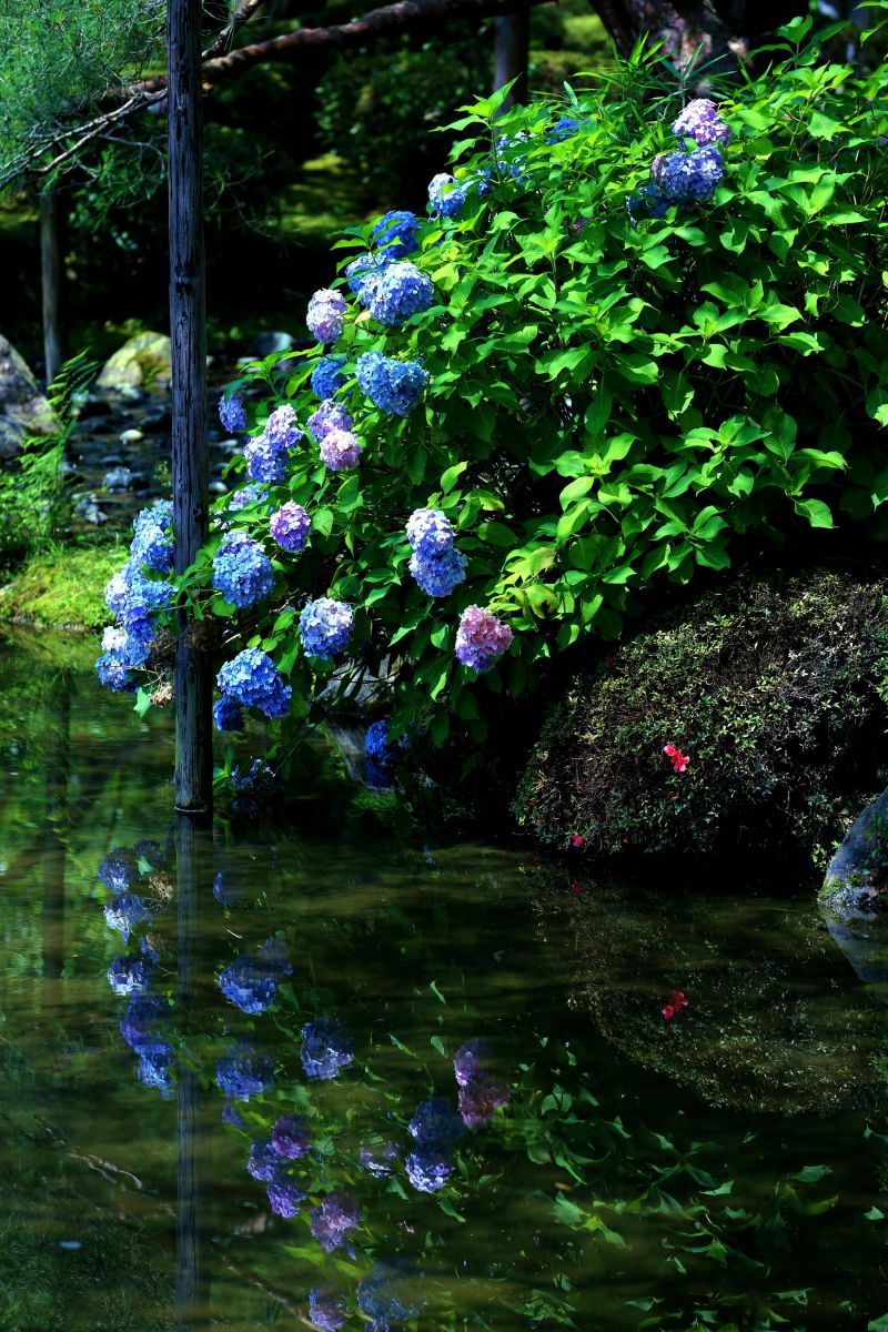 彩り映して | GANREF