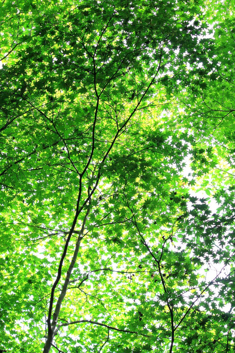 Green Green | GANREF