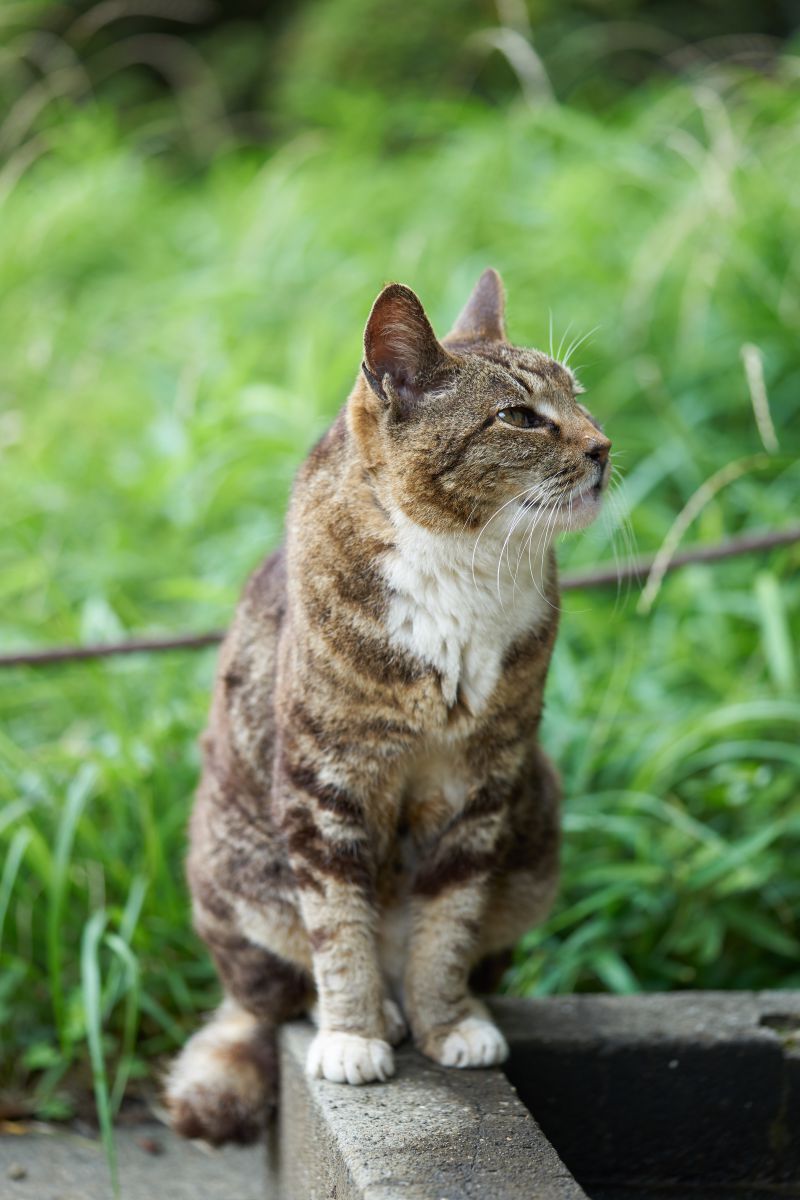 DSC01206_1.jpg | GANREF