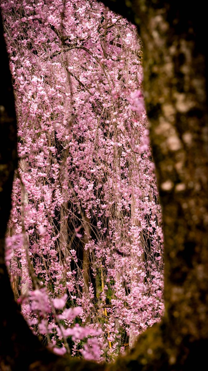 木のトンネルから | GANREF